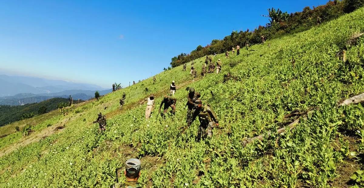 67 acres of illegal poppy cultivation cleared in Manipur’s Kangpokpi ...